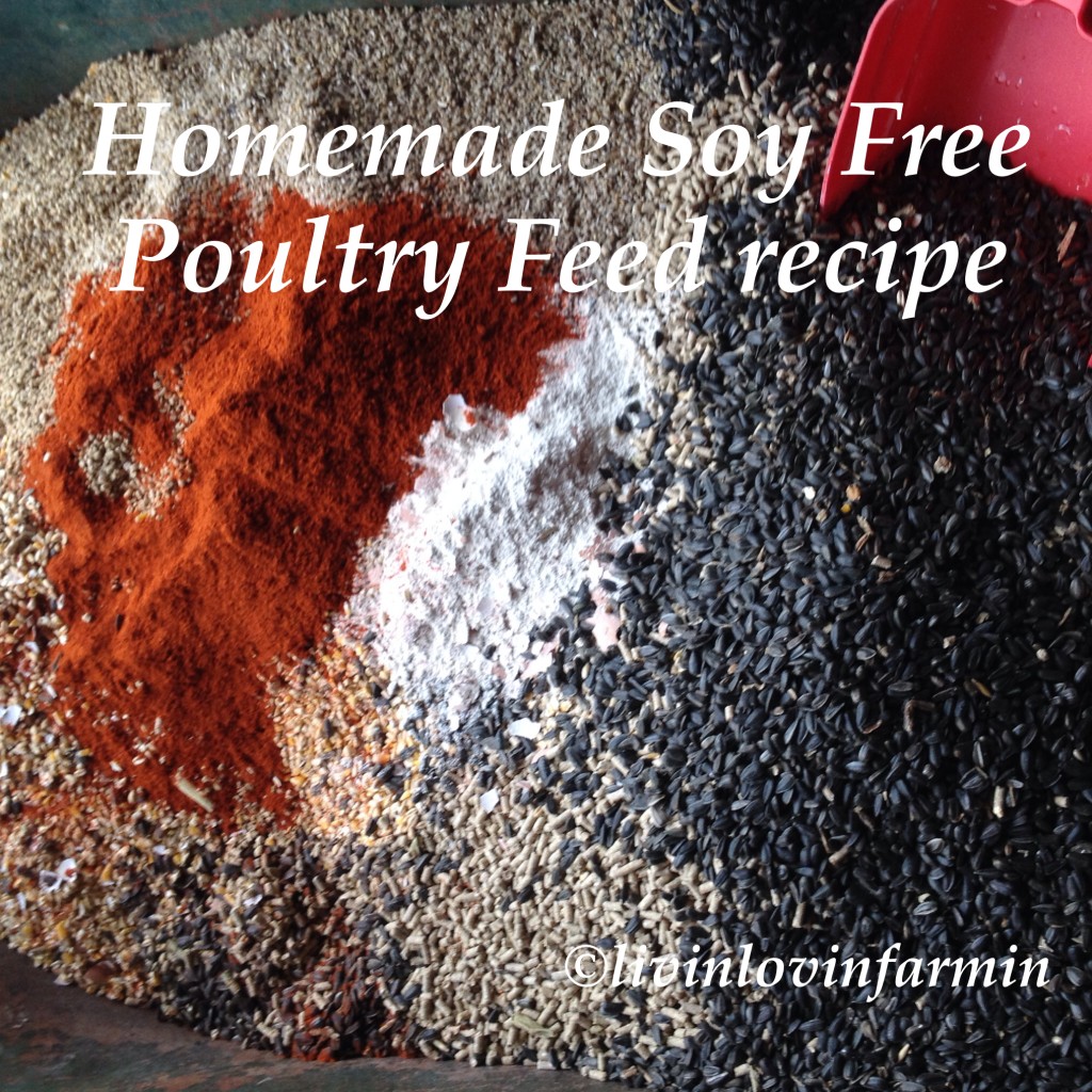 Homemade Poultry Feed. For Chickens and Turkeys. - Millhorn Farmstead