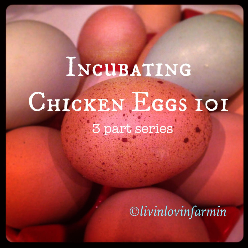 Incubating Chicken Eggs. Part 3 - Millhorn Farmstead