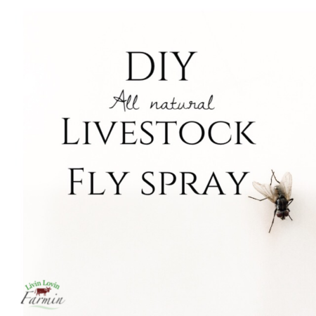 Homemade Livestock Fly Spray - Millhorn Farmstead