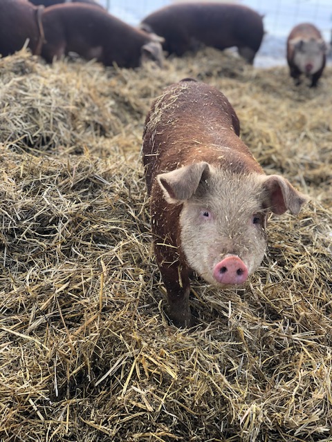 Raising Pigs In The Winter - Millhorn Farmstead